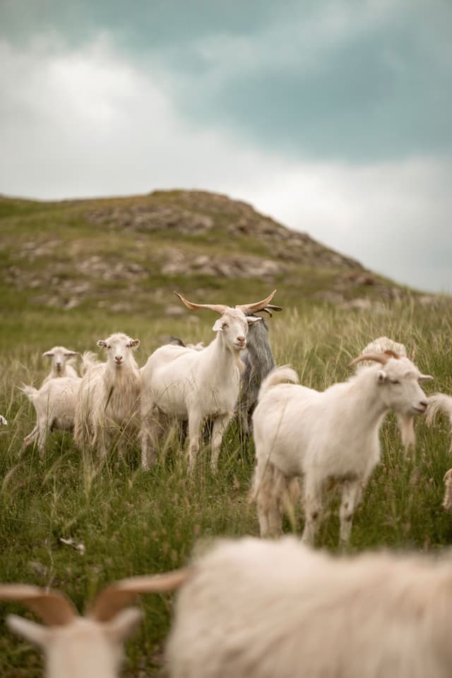 Women's and Men's Pure Cashmere Knitwear
